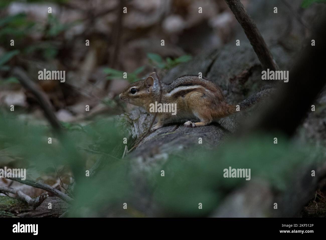 Chipmunk hiding in the woods Stock Photo - Alamy