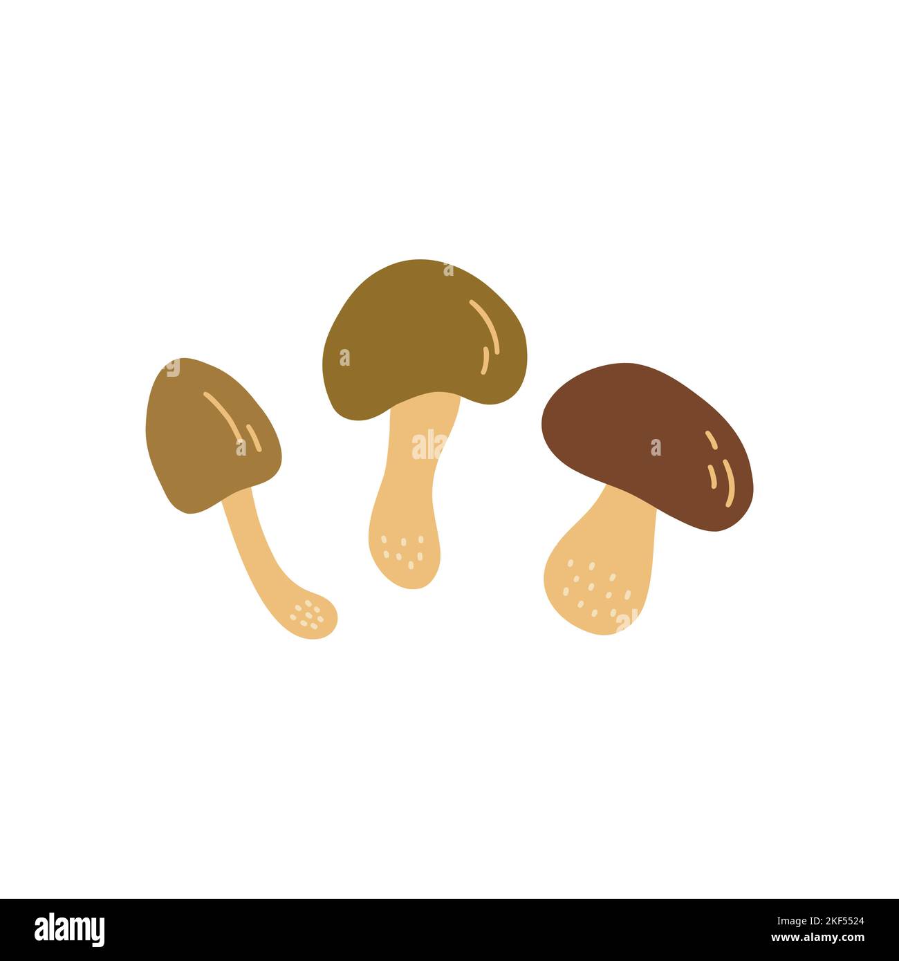 Set of edible mushrooms. Colorful vector isolated illustration hand ...