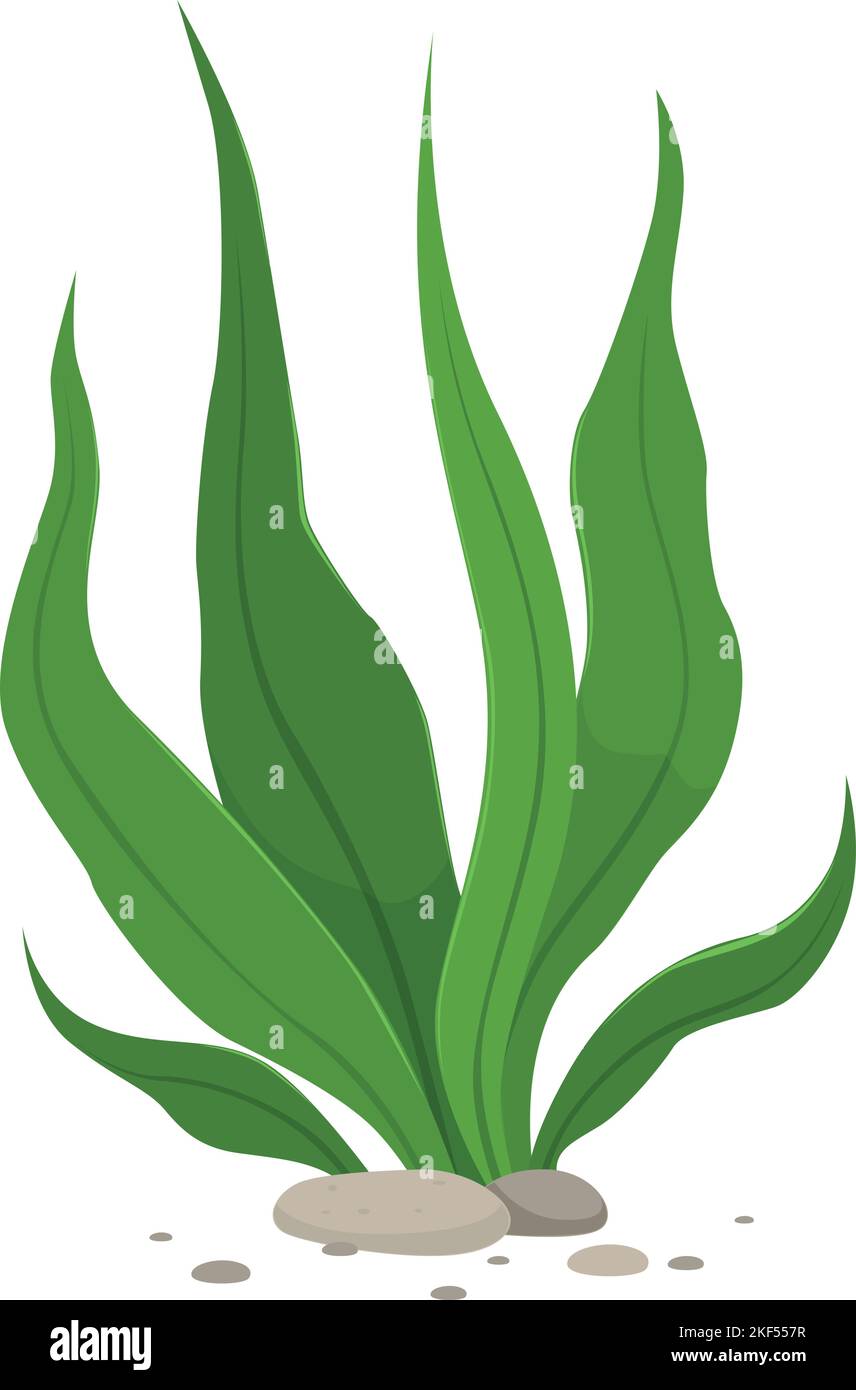 Green algae icon. Cartoon underwater plant growing Stock Vector Image ...