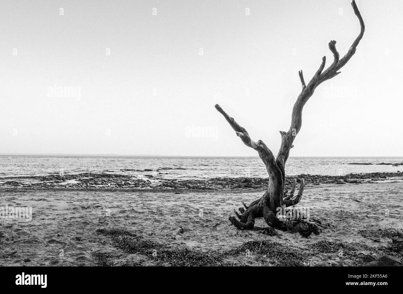 A grayscale of a dead tree on the beach of Balnarring, Mornington ...