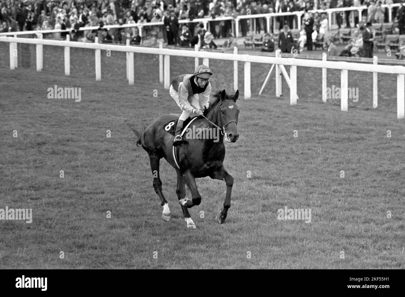 Nijinsky ridden by Lester Piggott goes on to win the race Stock Photo ...