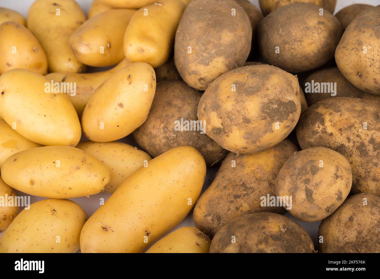 Comparison of washed and unwashed potatoes. Clean and dirty concept ...