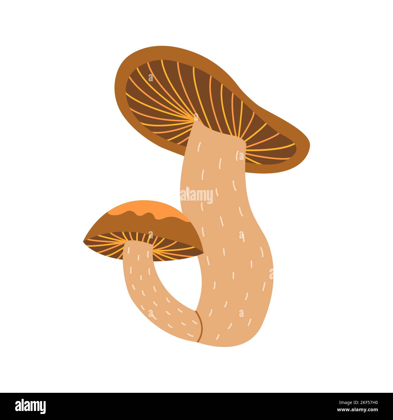 Two forest mushrooms in one, big and small. Vector colorful isolated ...