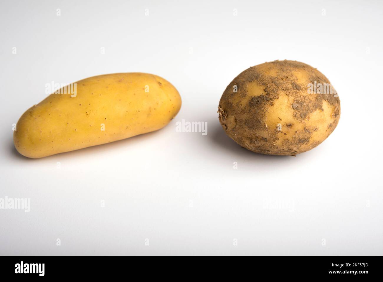 Comparison of washed and unwashed potatoes. Clean and dirty concept ...