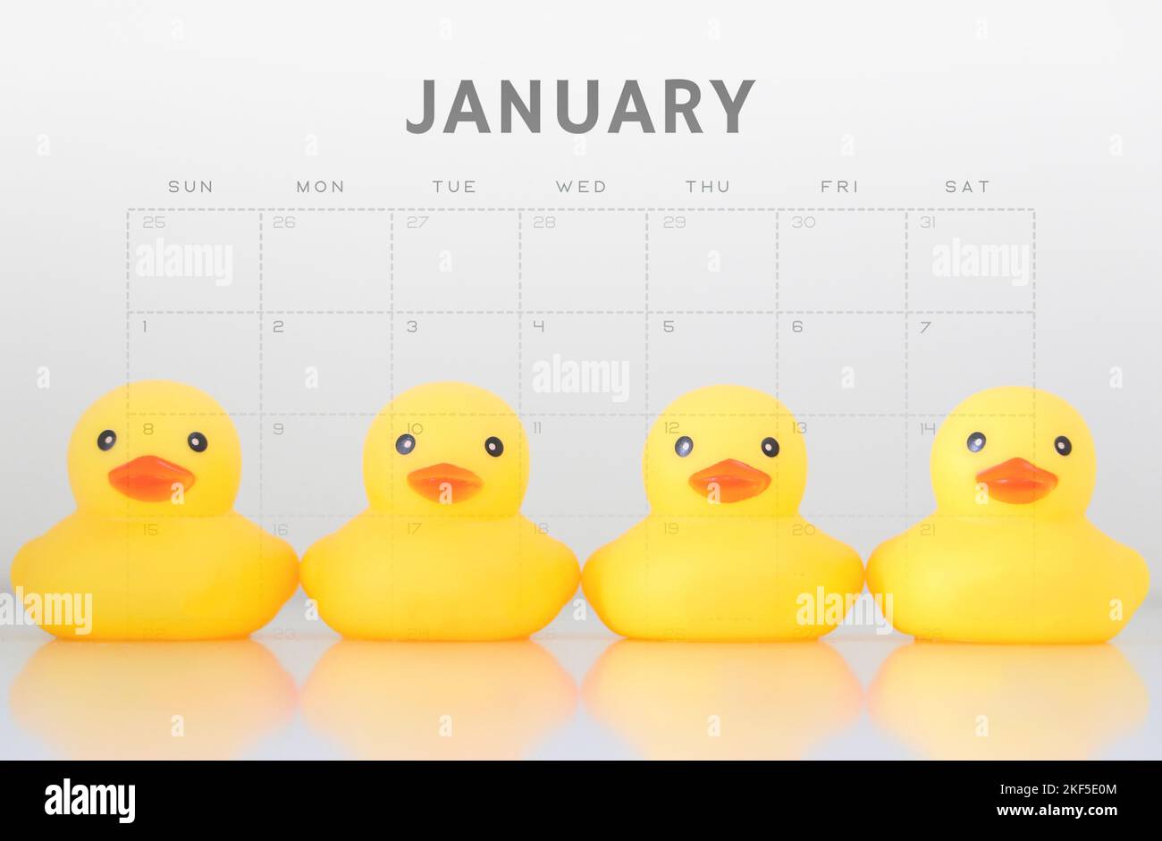 Yellow rubber ducks in a row of four in front January calendar ...