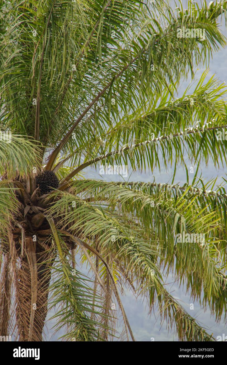 Coconu tree hi-res stock photography and images - Alamy
