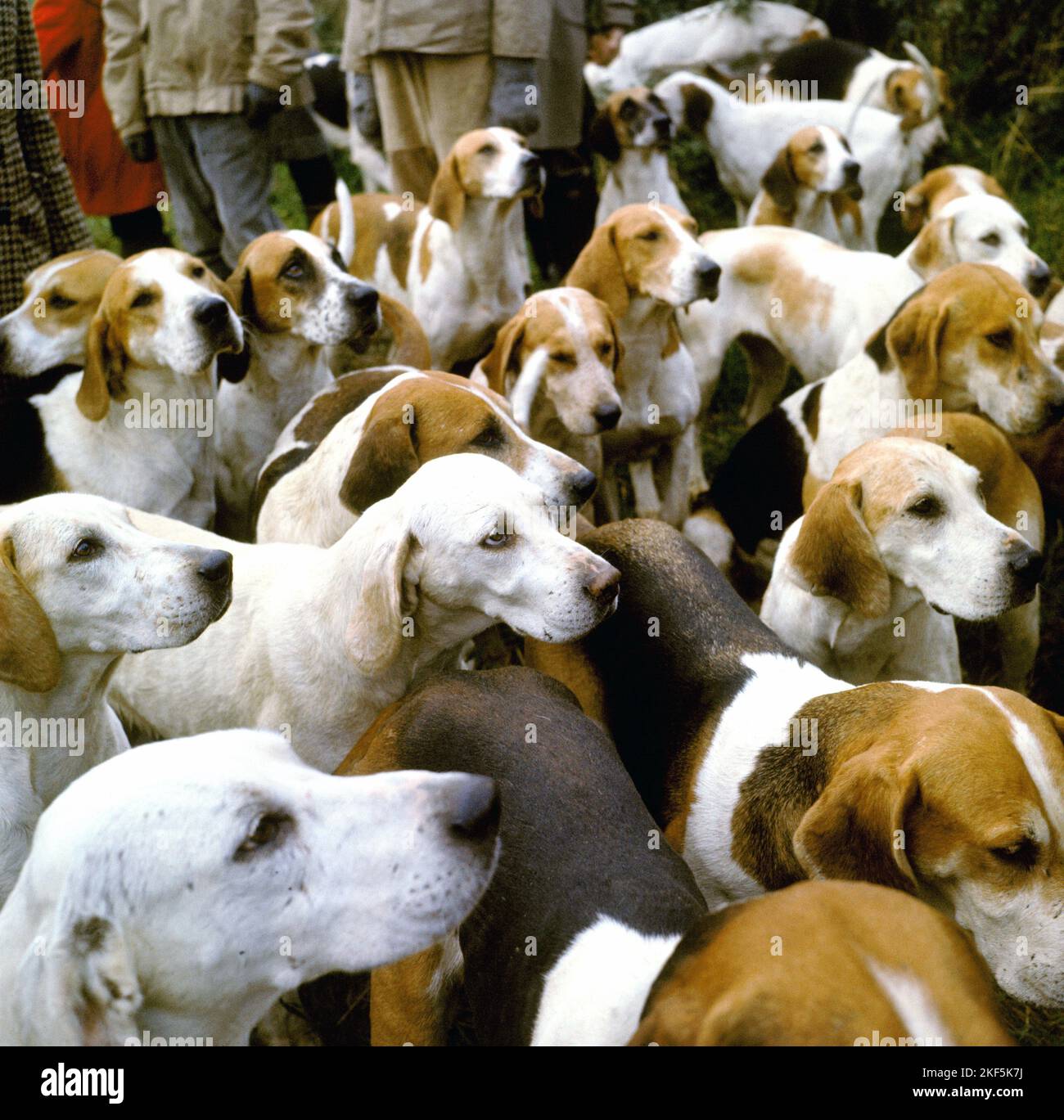 The Old Berkeley pack Stock Photo - Alamy