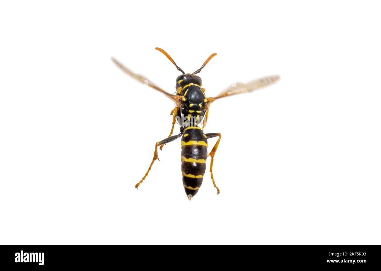 Flying wasp, isolated on white background Stock Photo - Alamy
