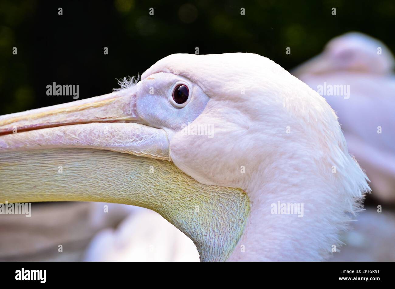 Pelican bite hi-res stock photography and images - Alamy