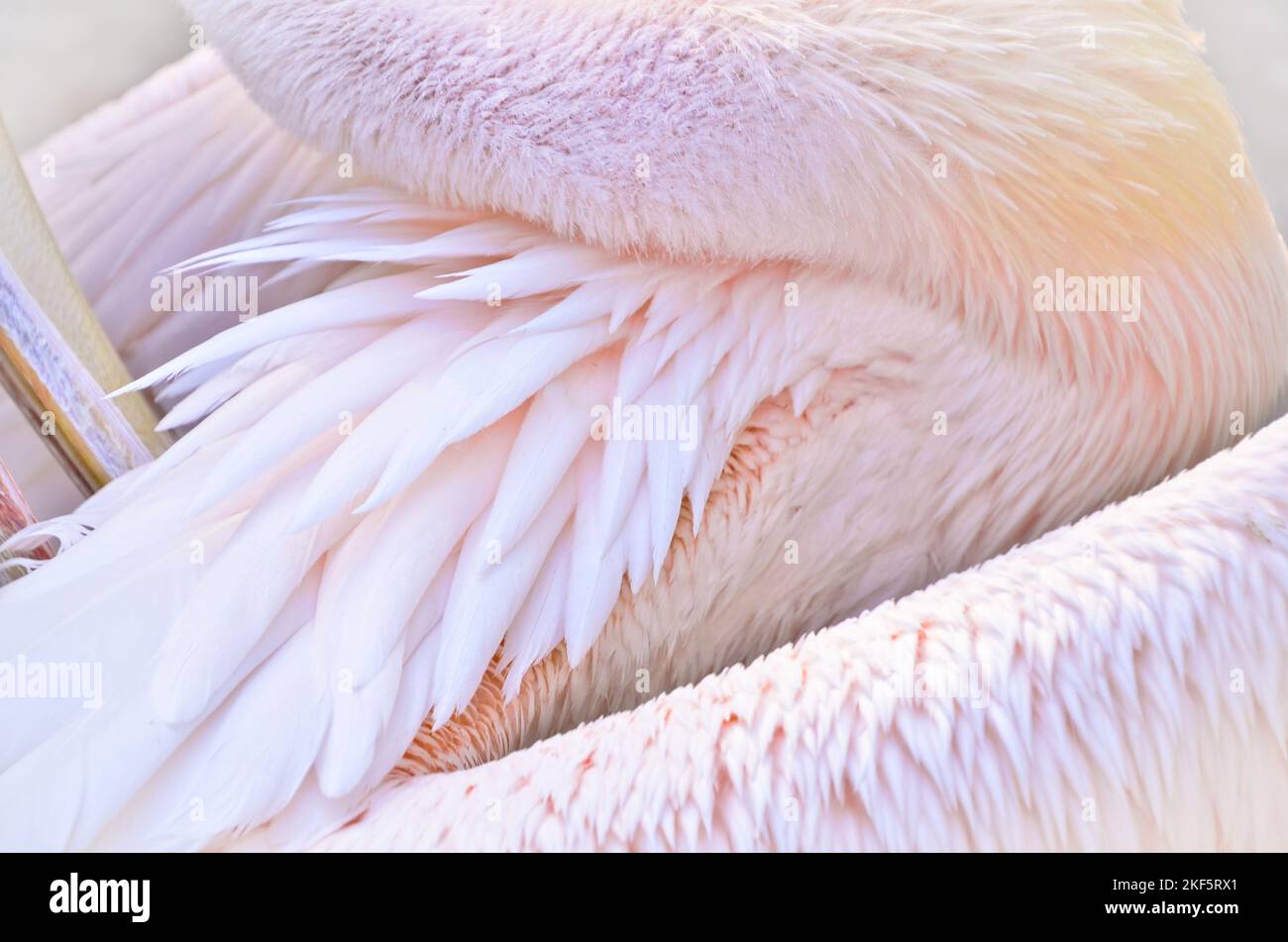 Pelican bite hi-res stock photography and images - Alamy