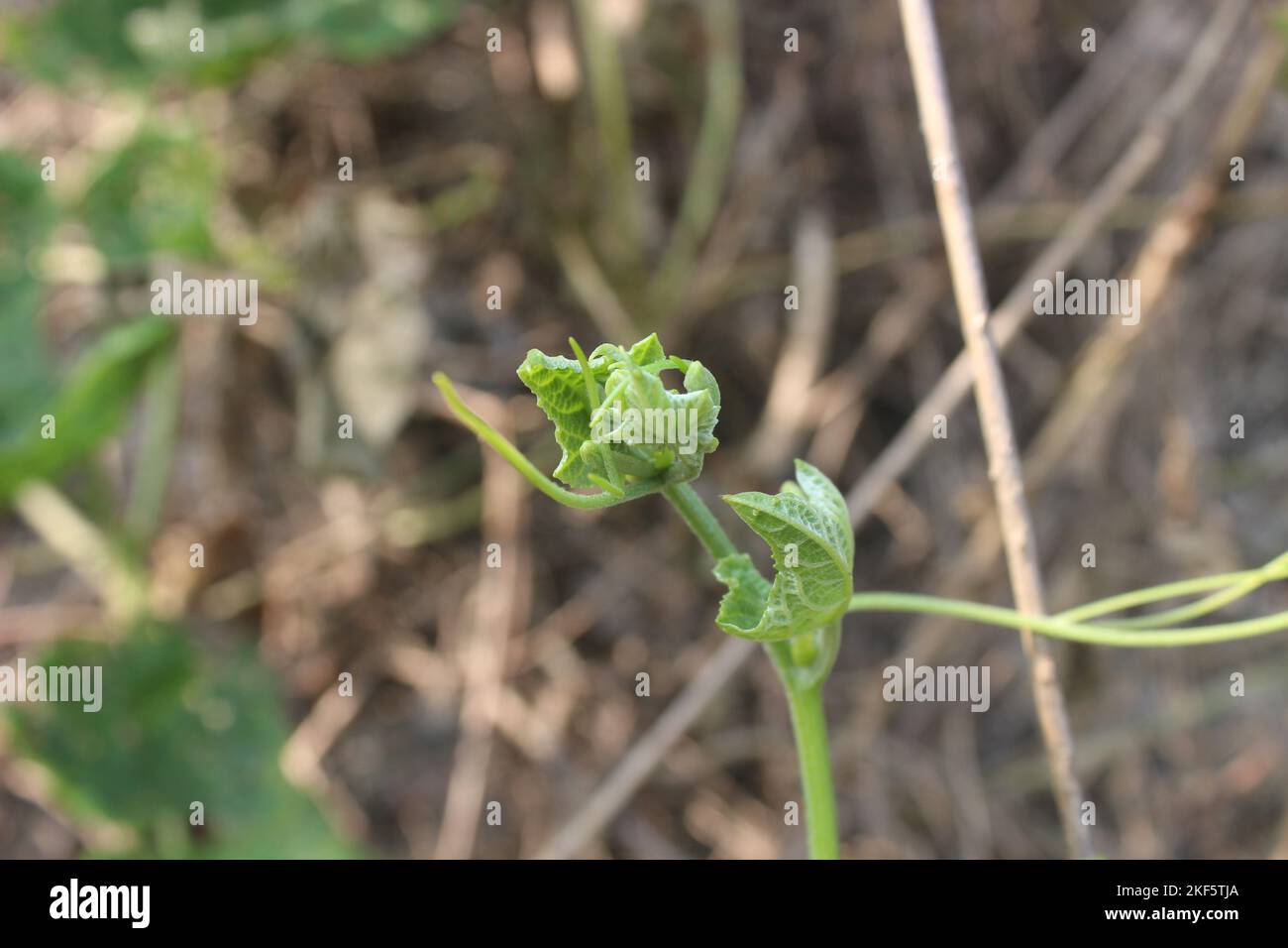 rice tree dhan Stock Photo - Alamy