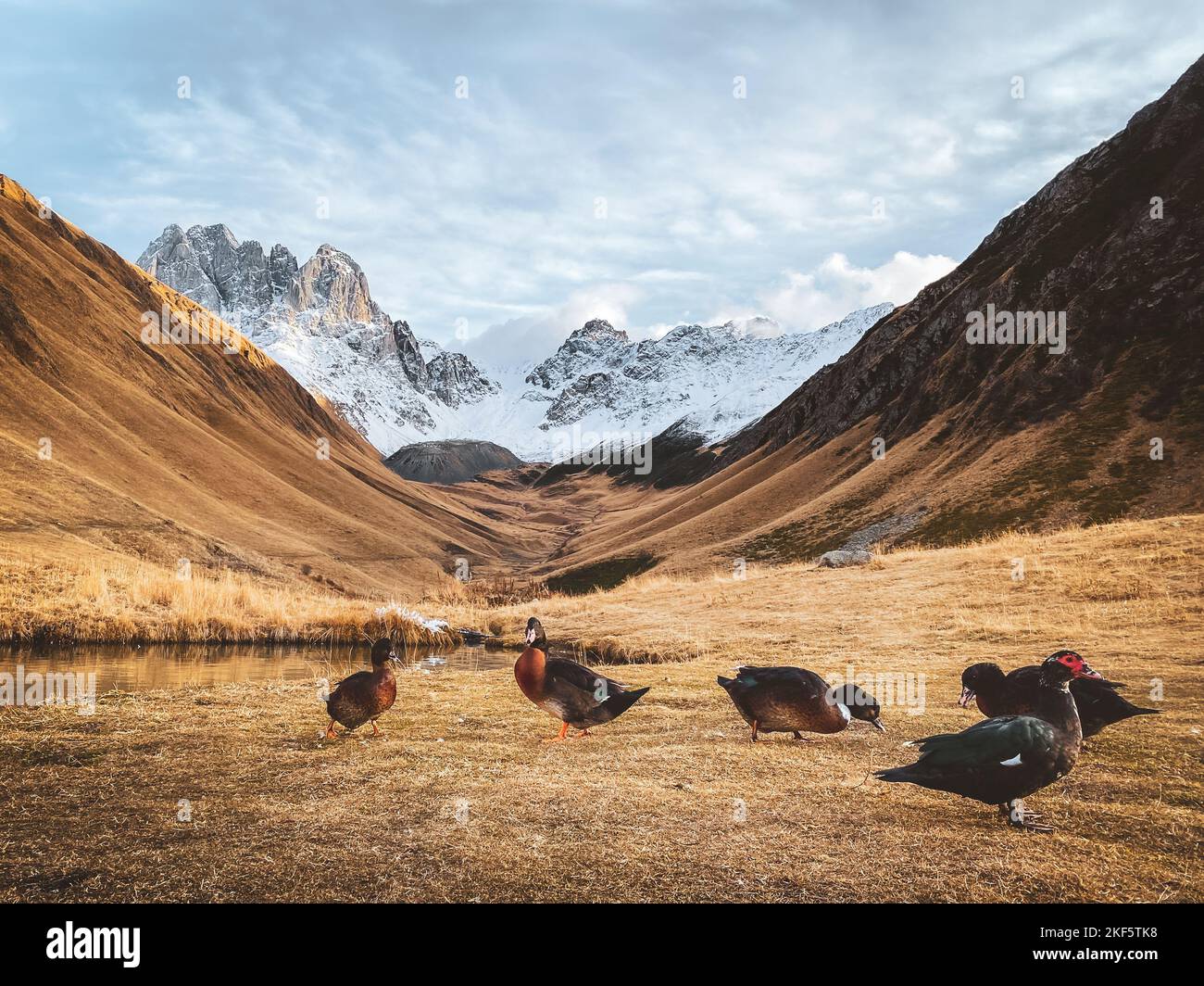 Colorful ducks by fifth season famous guesthouse hotel on Juta hiking ...
