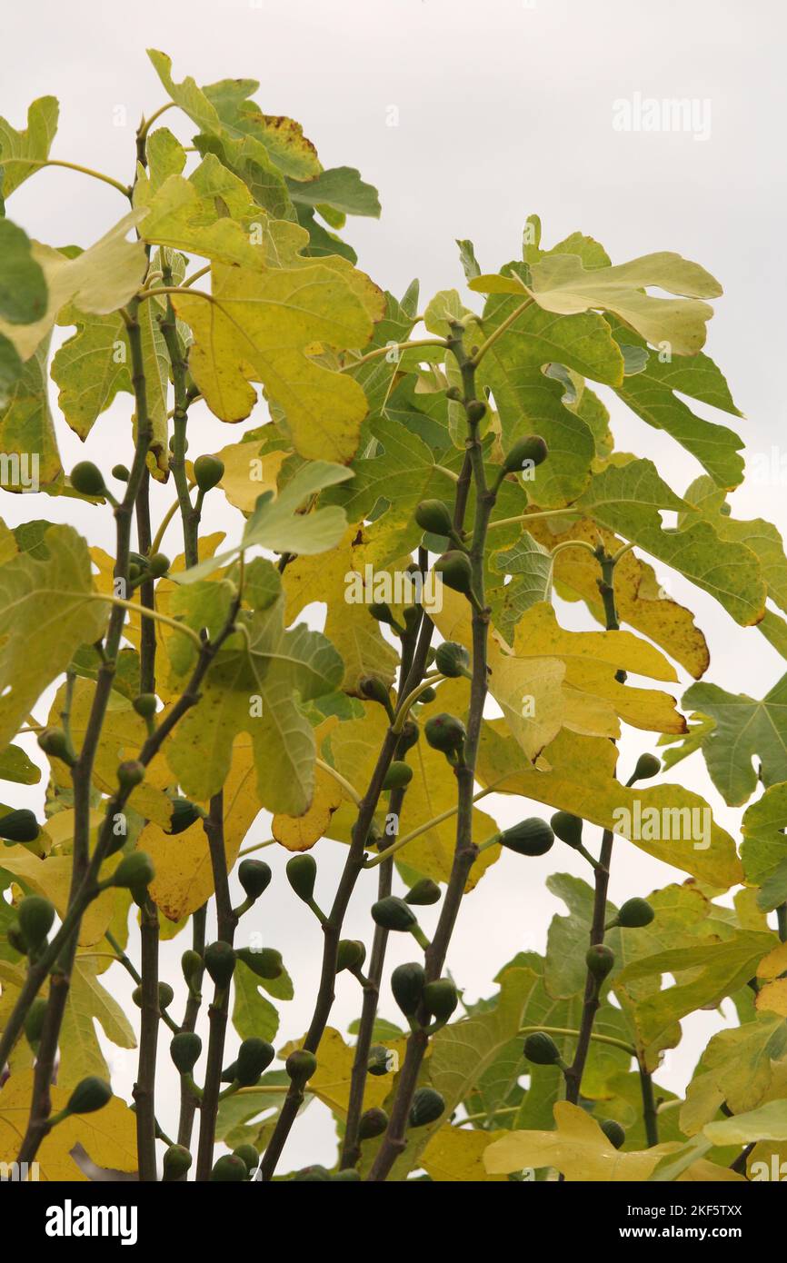 Fig tree close up ficus carica Stock Photo - Alamy