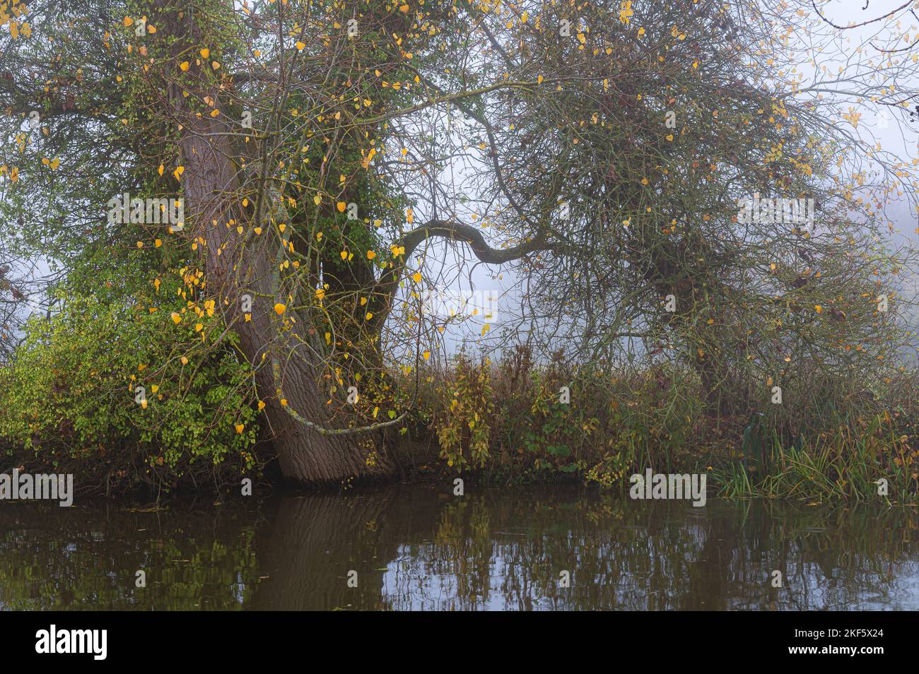 Autumnal scenery in Dedham Vale. Colourful trees by the river Stour ...