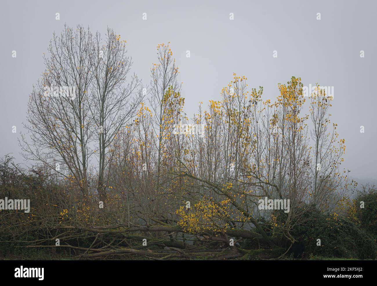 Autumnal scenery in Dedham Vale. Colourful trees by the river Stour ...
