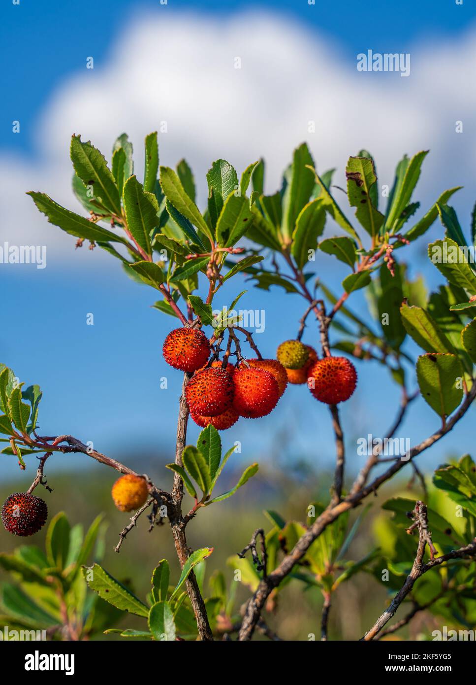 Strawberry tree or shrub ripe and unripe fruits Maginja Stock Photo - Alamy