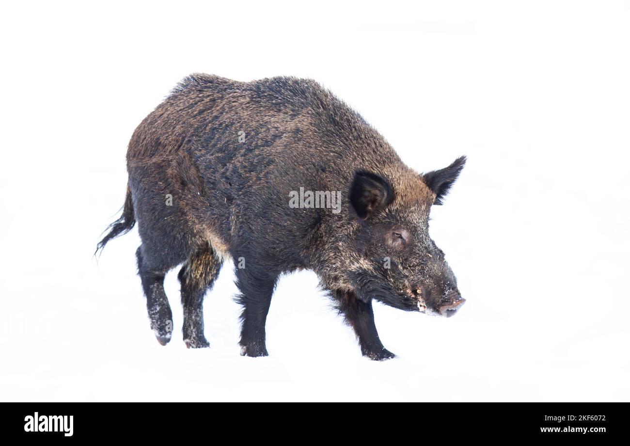 Wild boar isolated on white background standing in the winter snow in ...