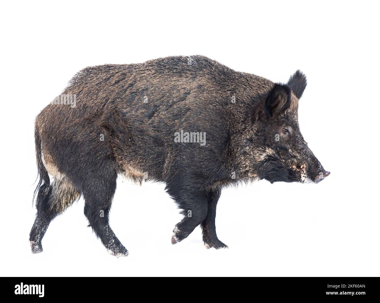 Wild boar isolated on white background standing in the winter snow in ...