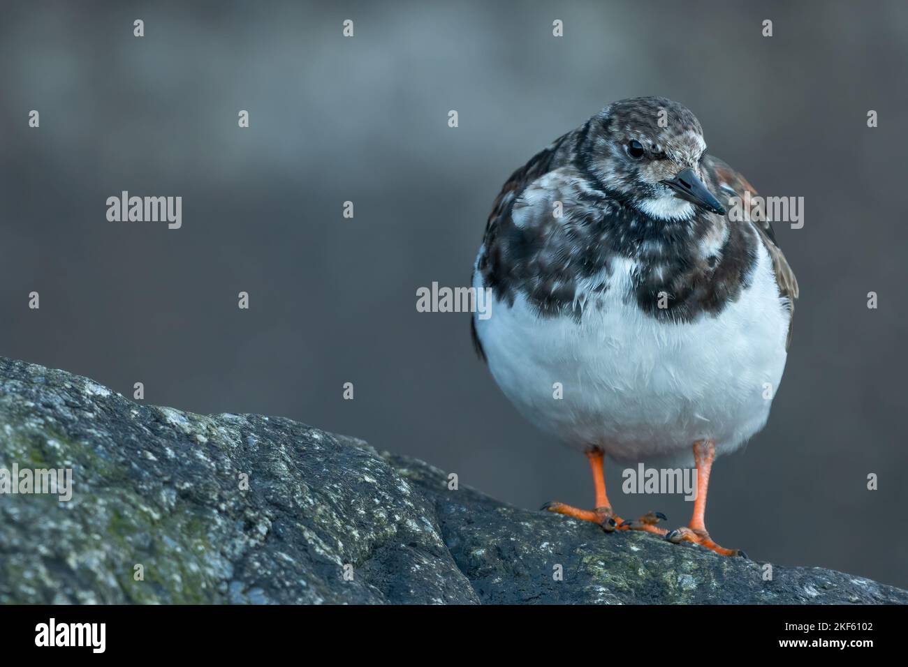 Uk coastal birds hi-res stock photography and images - Alamy
