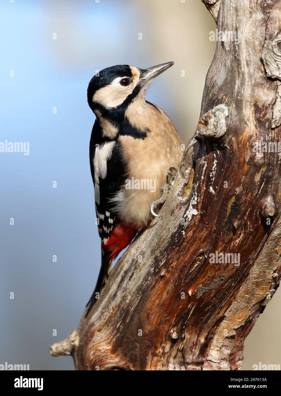 Female Great Spotted Woodpecker feeding on a tree trunk in the Cotswold ...