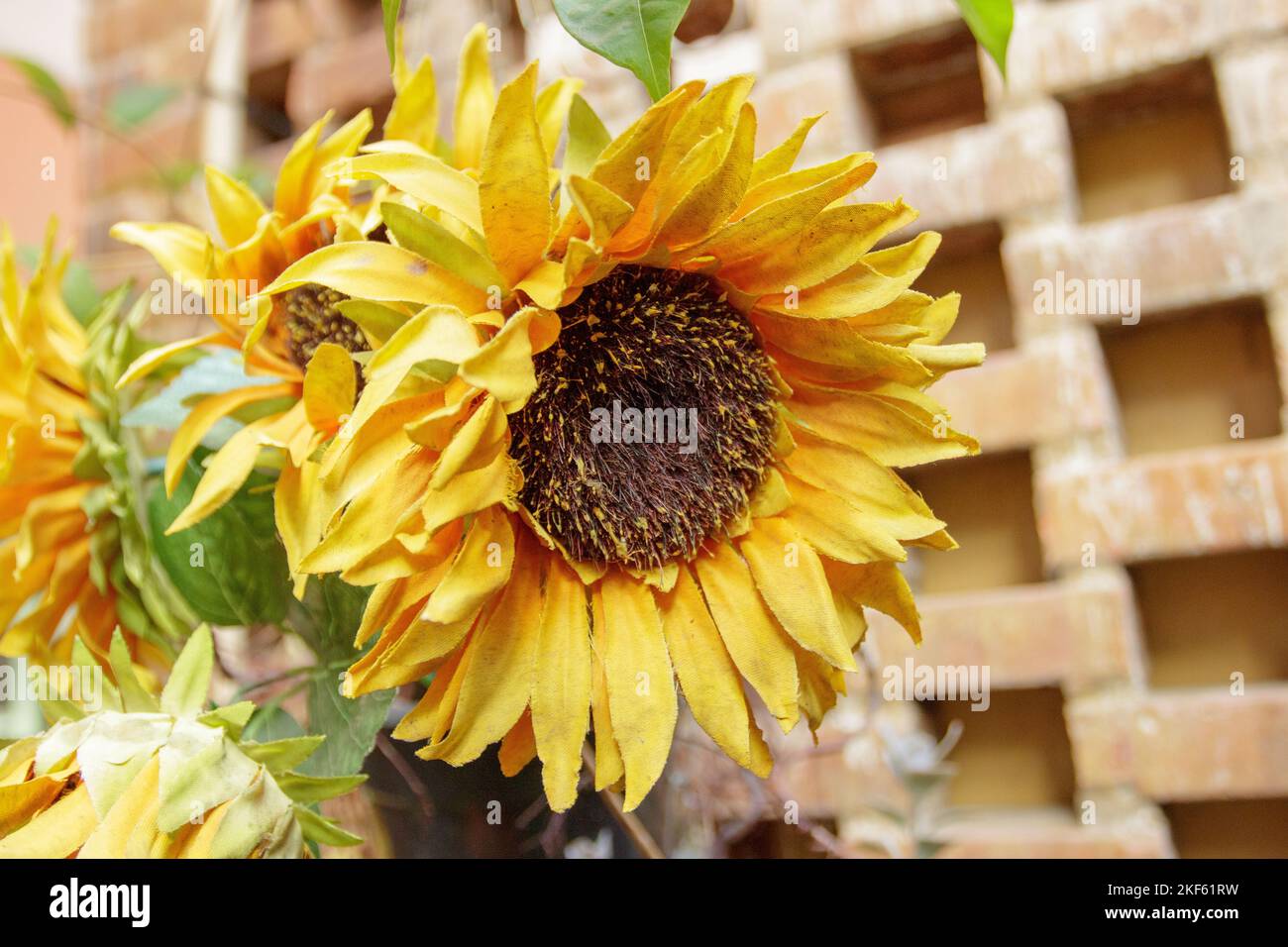 yellow sunflower in a garden in Rio de Janeiro, Brazil Stock Photo - Alamy