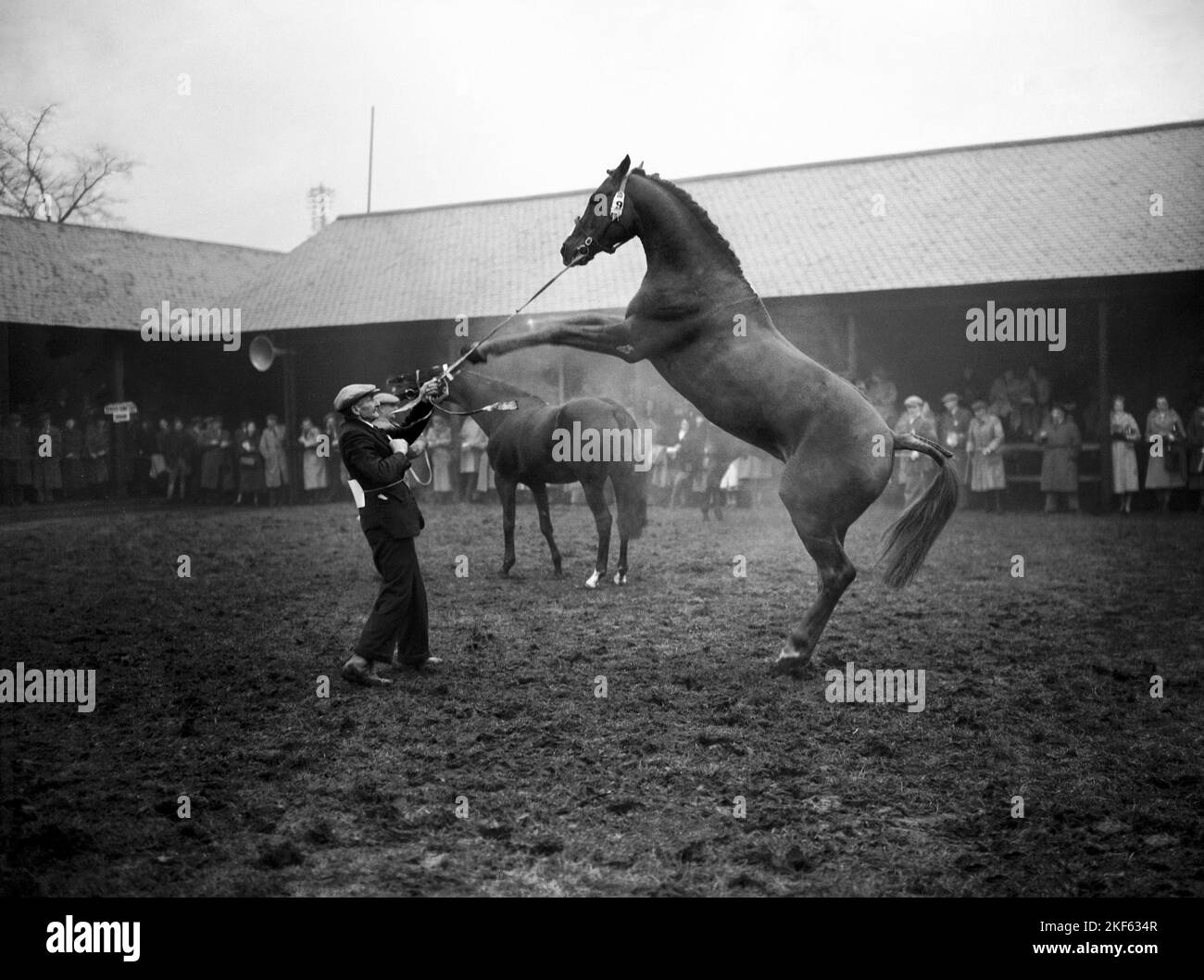 Seventy-Two year old Joseph Stanfield is savaged by his horse 'Laird of ...