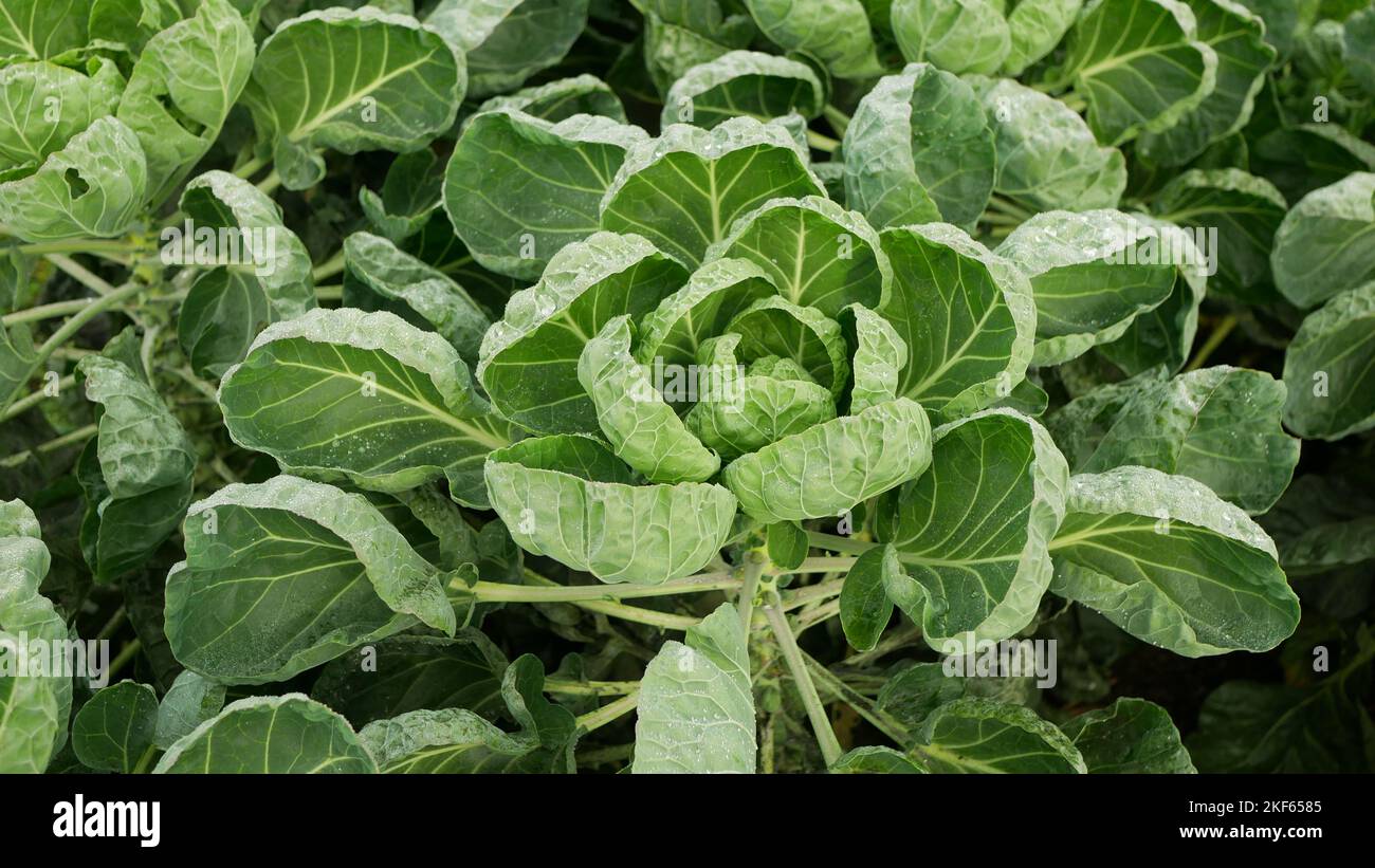 Cultivation pest farming farm garden gardening hi-res stock photography ...