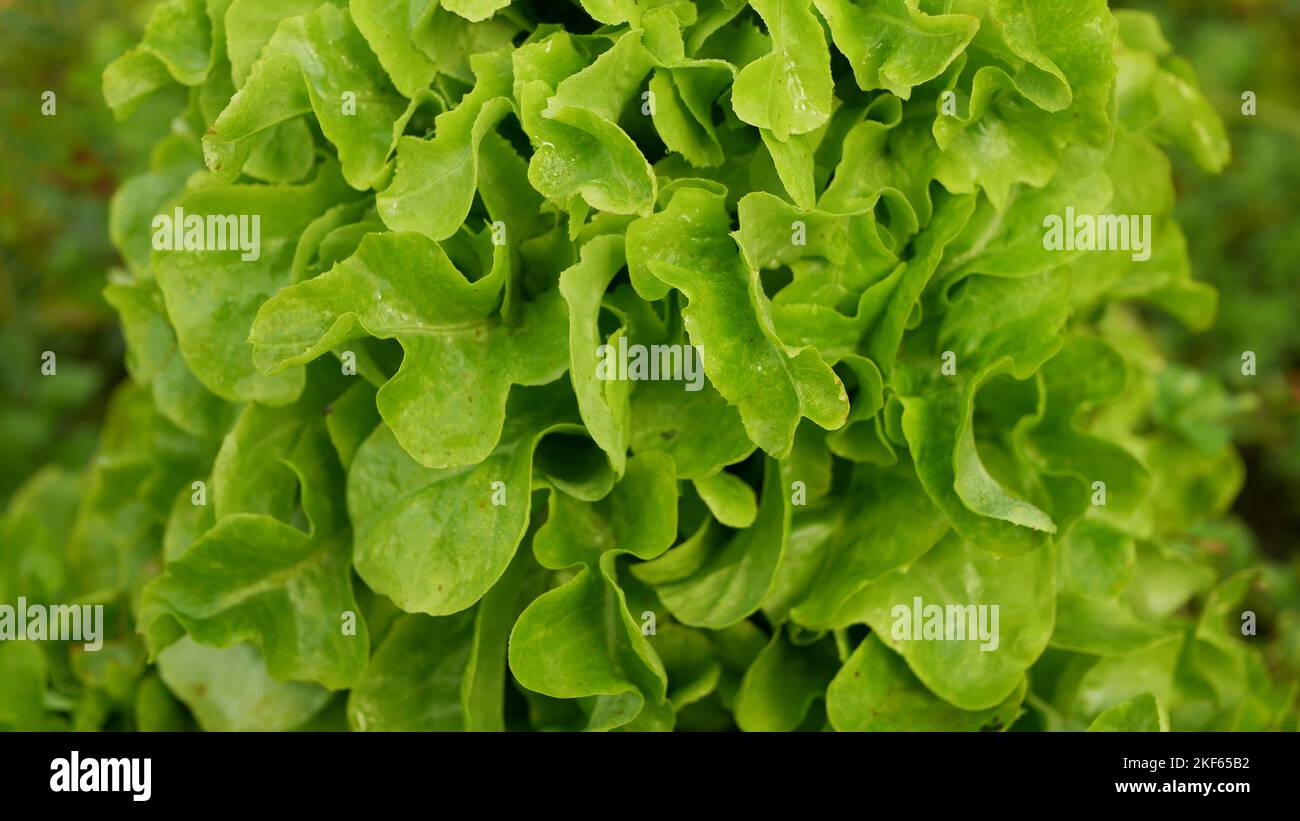 Bio green oakleaf harvest farmer farming greenhouse folio and ...