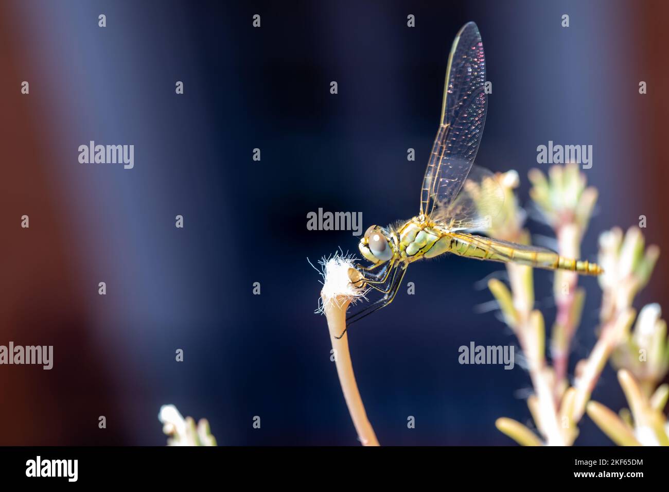 The vagrant darter (Sympetrum vulgatum) European dragonfly on plant in urban rooftop garden ...