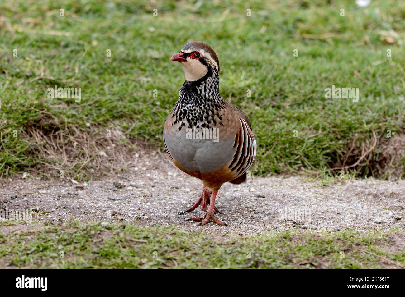Red-legged Partridge Alectoris rufa Stock Photo - Alamy