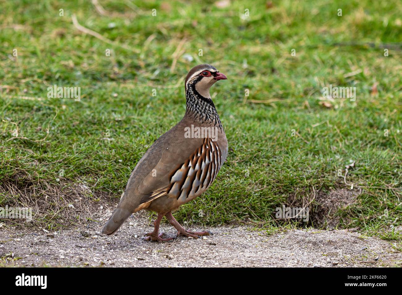 Red-legged Partridge Alectoris rufa Stock Photo - Alamy