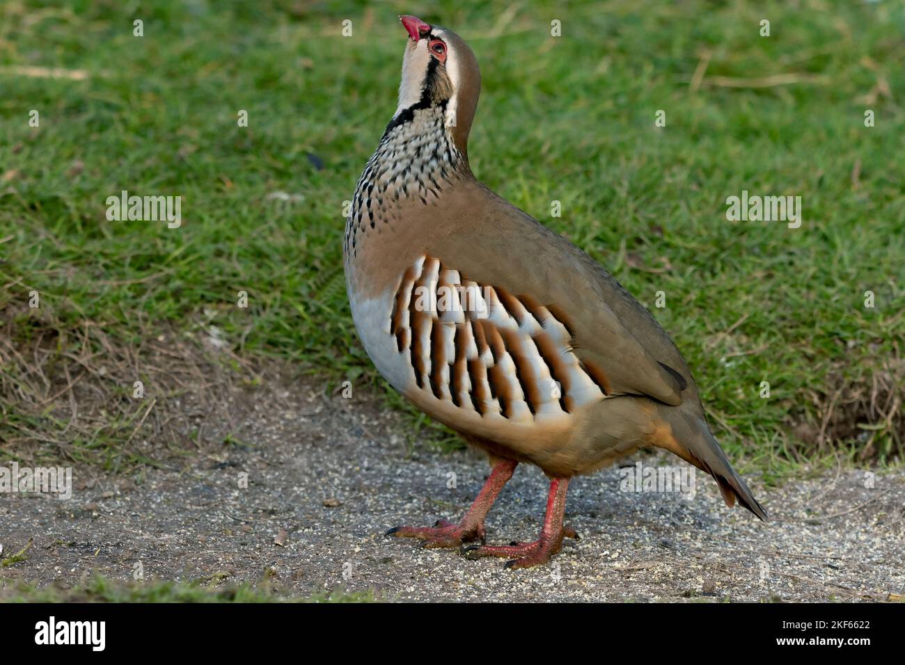Red-legged Partridge Alectoris rufa Stock Photo - Alamy