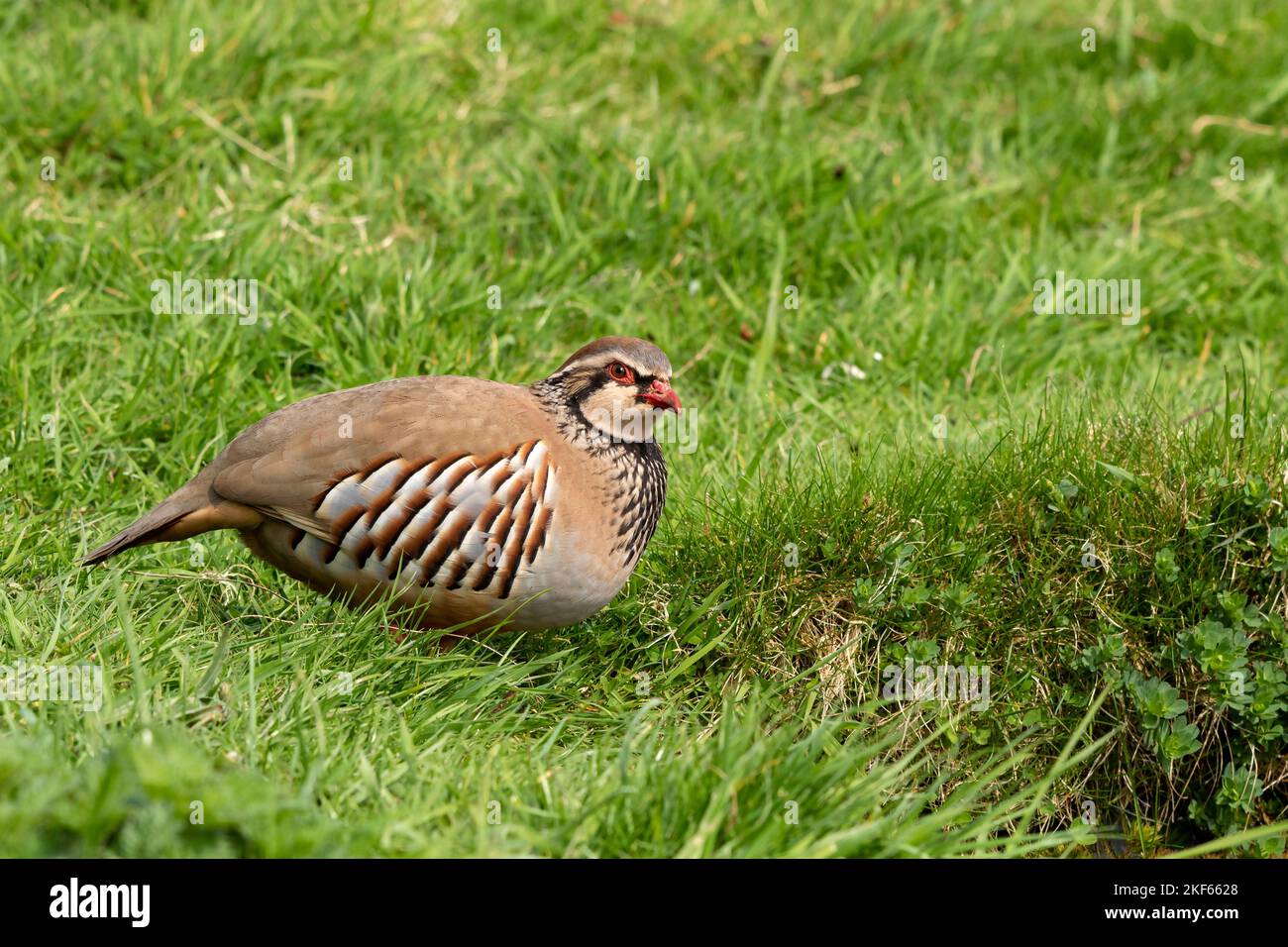 Red-legged Partridge Alectoris rufa Stock Photo - Alamy