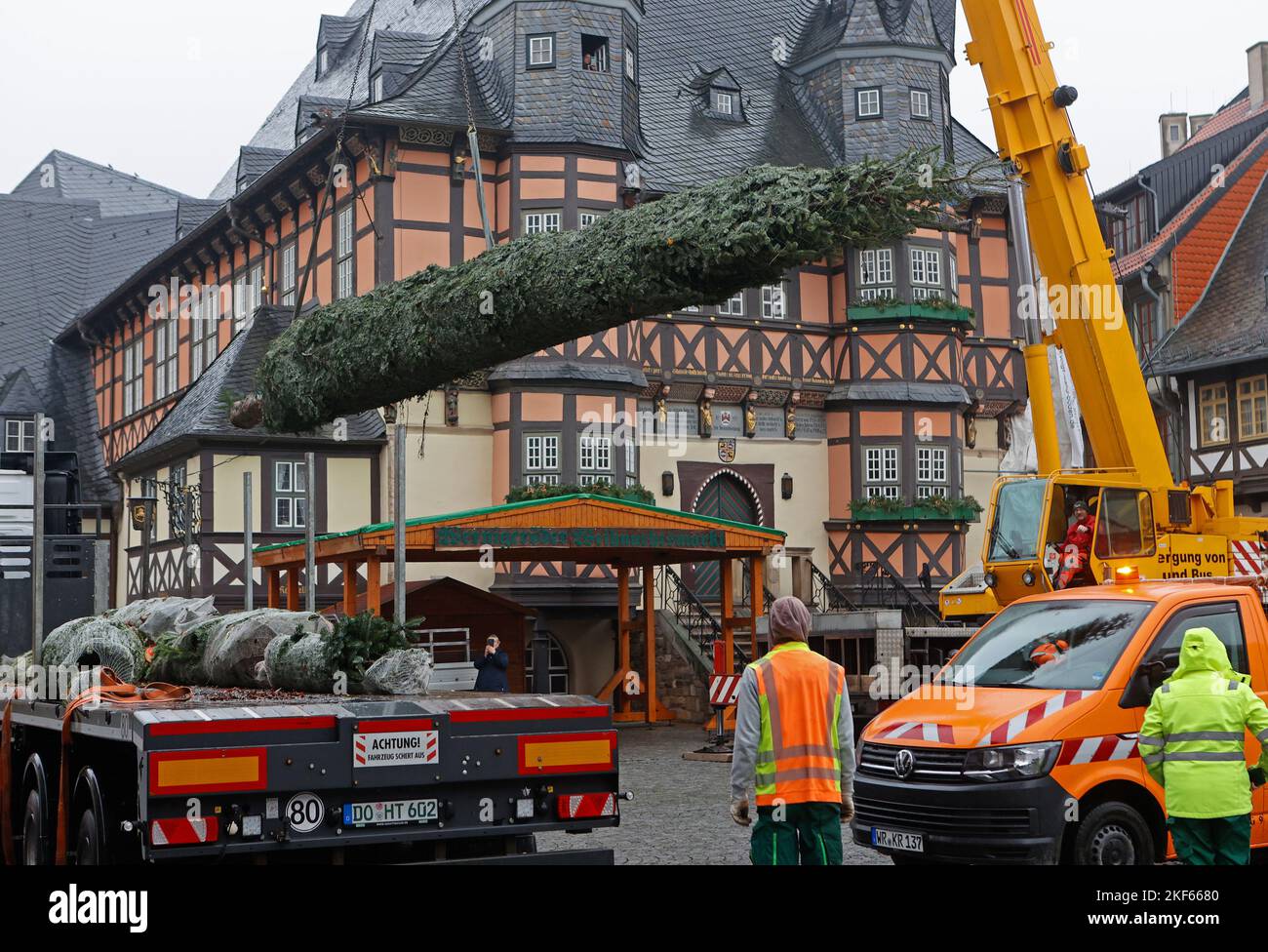 Wernigerode, Germany. 16th Nov, 2022. A crane erects a Nordmann fir ...