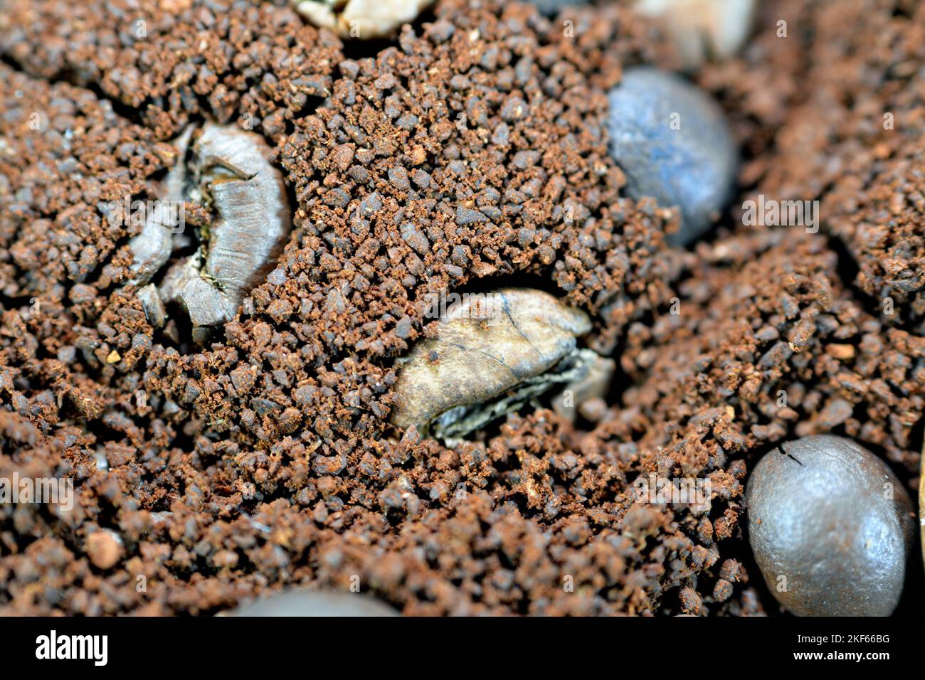 beans, seeds and grind coffee of the Coffea plant and the source for ...