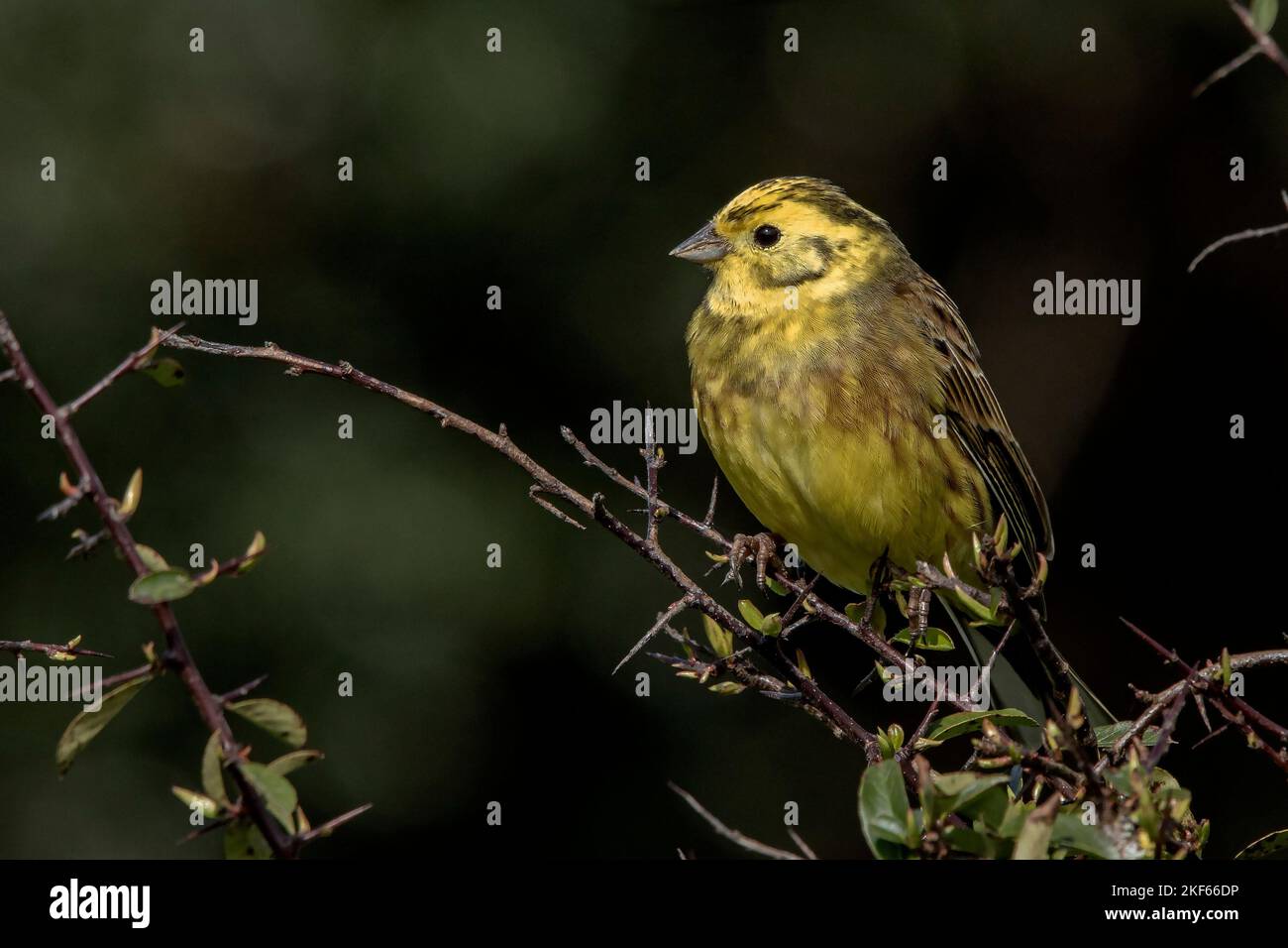 Yellowhammer uk grassland hi-res stock photography and images - Alamy