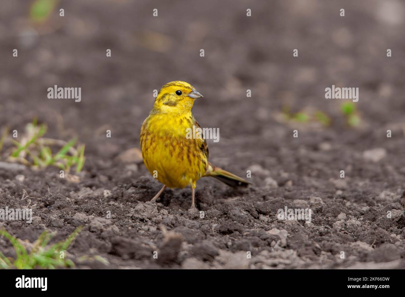 Yellowhammer uk feeder hi-res stock photography and images - Alamy