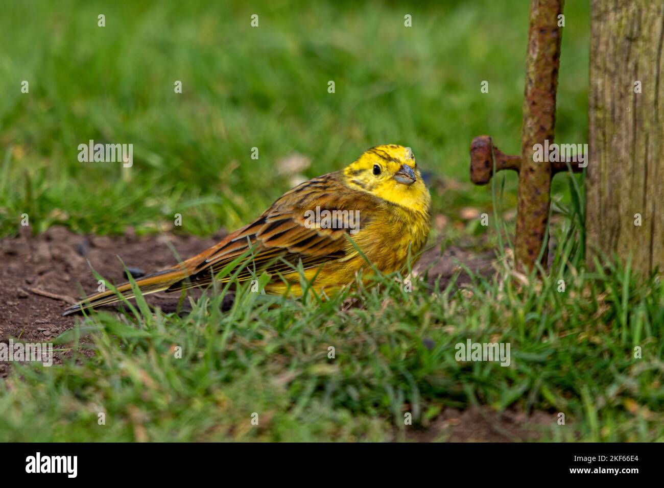 Yellowhammer uk feeder hi-res stock photography and images - Alamy