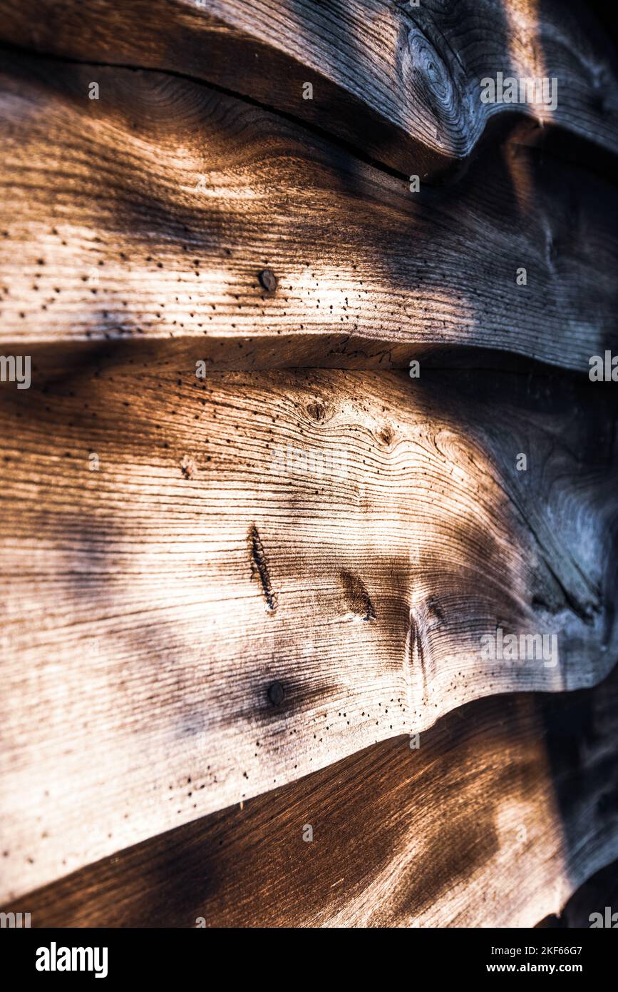 Rural garden view of fern and garden shed with timber cladding Stock ...