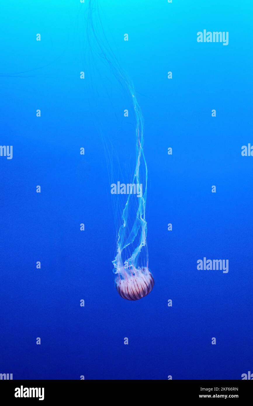 Blue medusa hi-res stock photography and images - Alamy