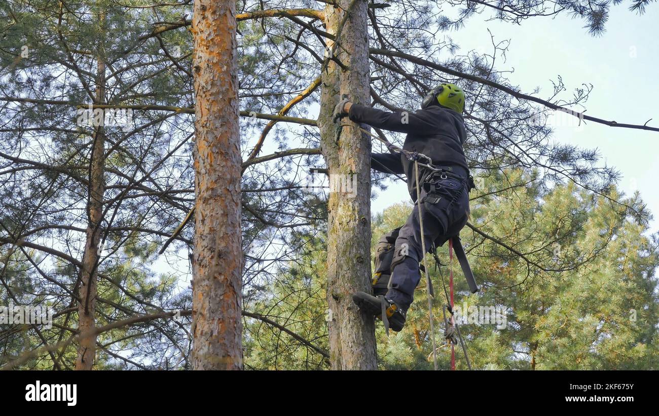 A man worker climbing a tree with safety harness and rope Stock Photo ...