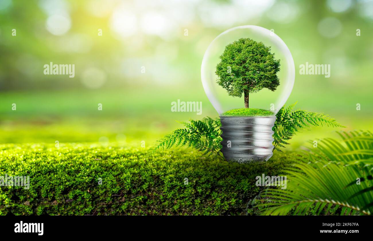 The bulb is located on the inside with leaves forest and the trees are ...