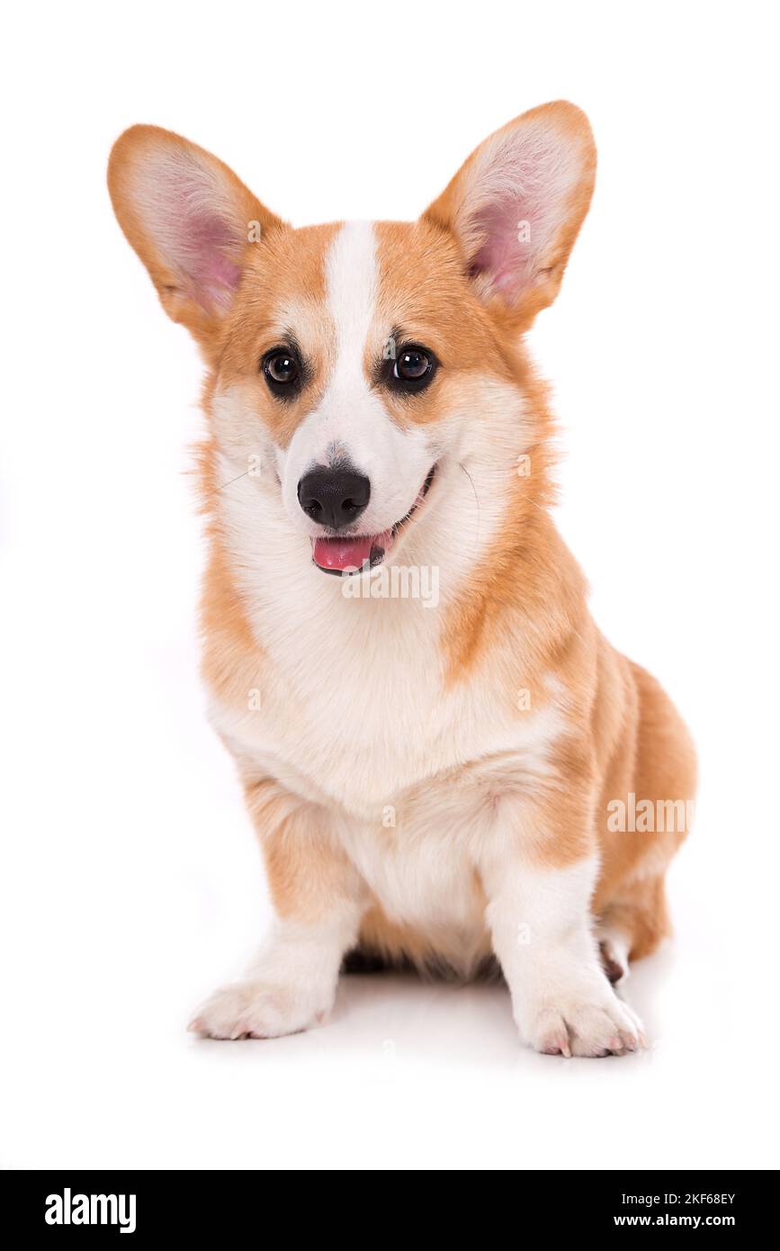 Welsh corgi dog sitting isolated on white Stock Photo - Alamy