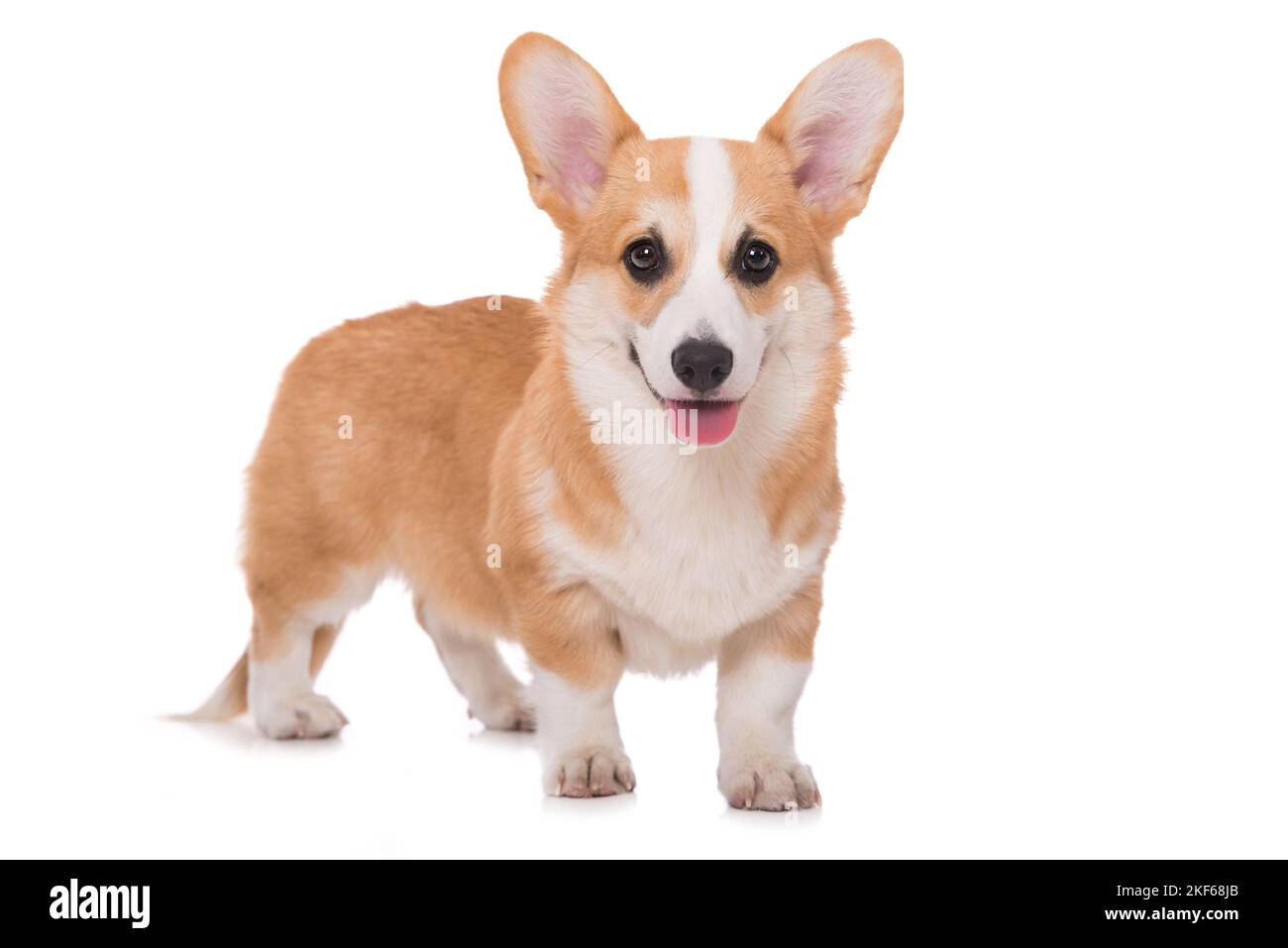Pembroke welsh corgi standing on hi-res stock photography and images ...