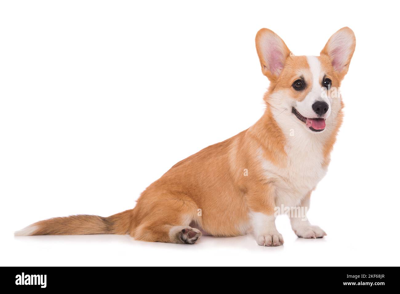 Welsh corgi Cut Out Stock Images & Pictures - Alamy