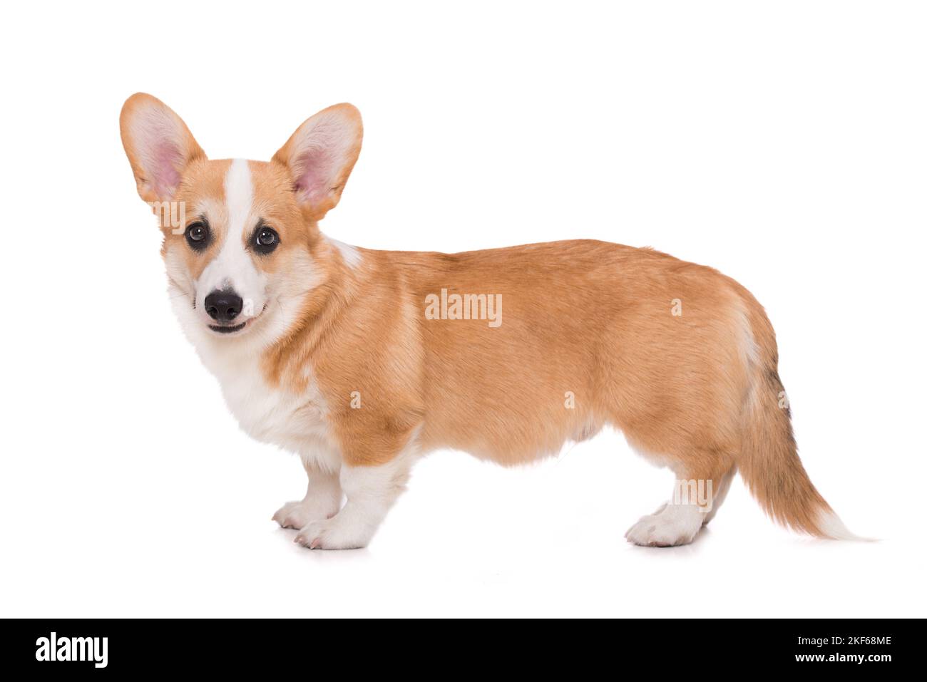 Welsh corgi dog standing isolated on white Stock Photo - Alamy