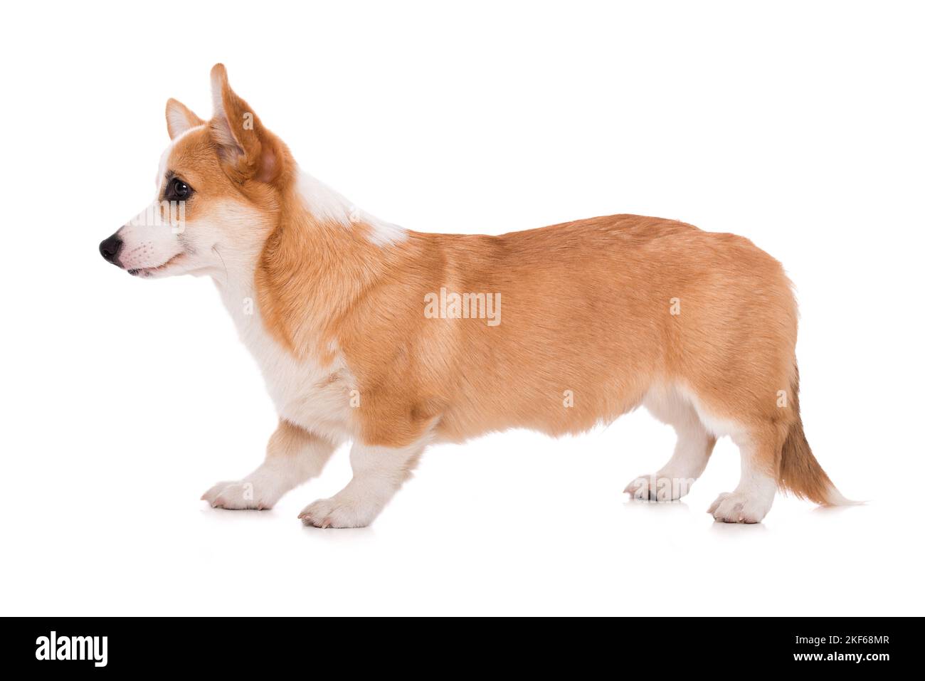 Welsh corgi dog standing isolated on white Stock Photo - Alamy
