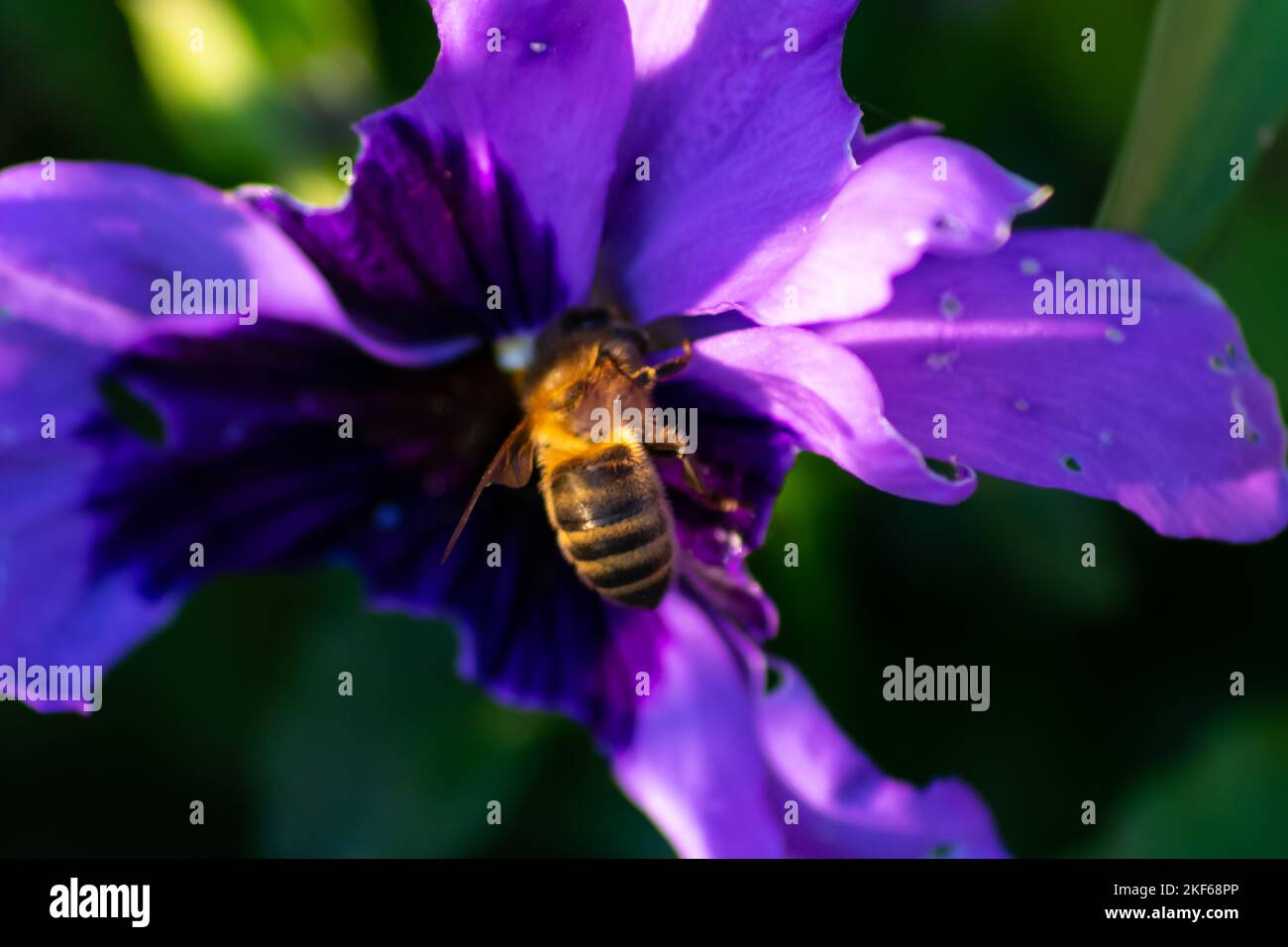 Purple iris with a bee in the centre Stock Photo - Alamy
