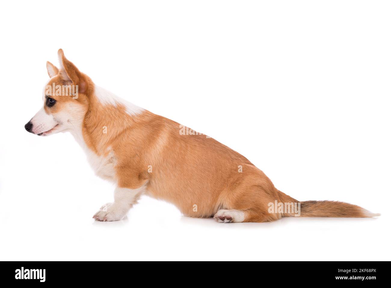 Welsh corgi dog sitting isolated on white Stock Photo - Alamy