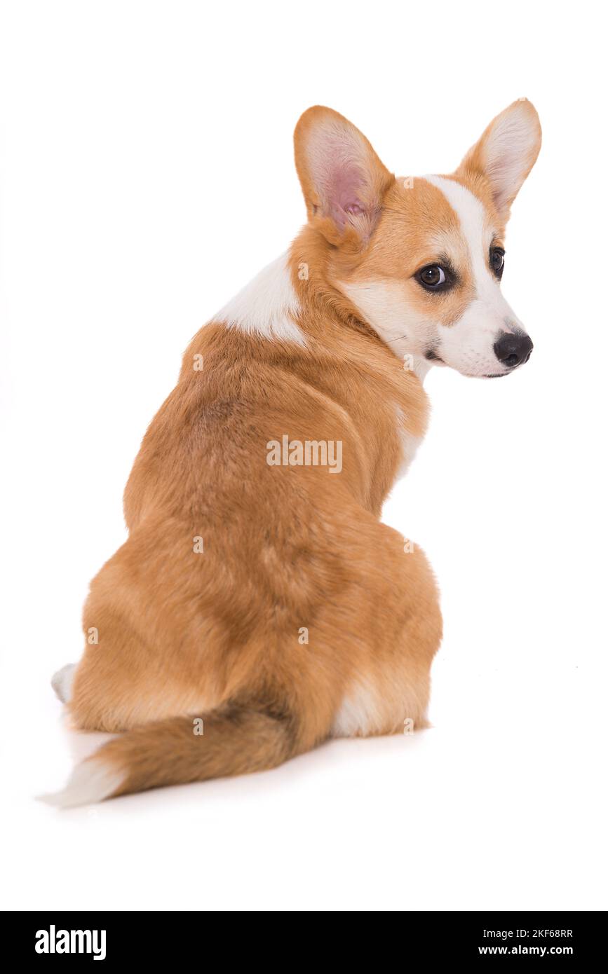 Welsh corgi dog sitting isolated on white Stock Photo - Alamy